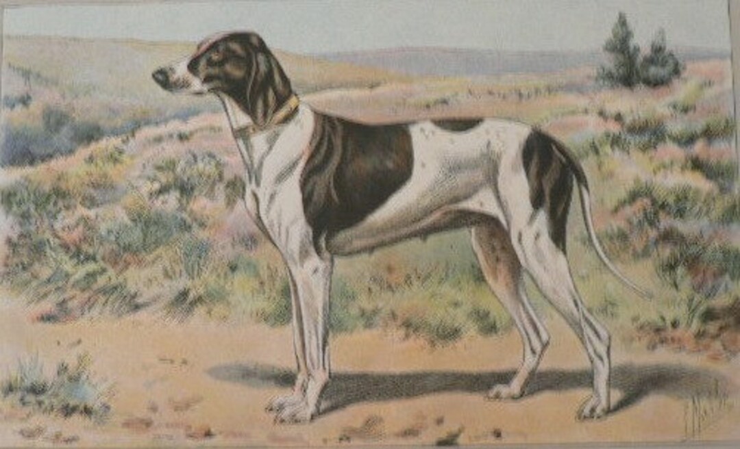 ANTIQUE 1907 Le Braque DUPUY POINTER Signed Dog Print Chromolithograph ...