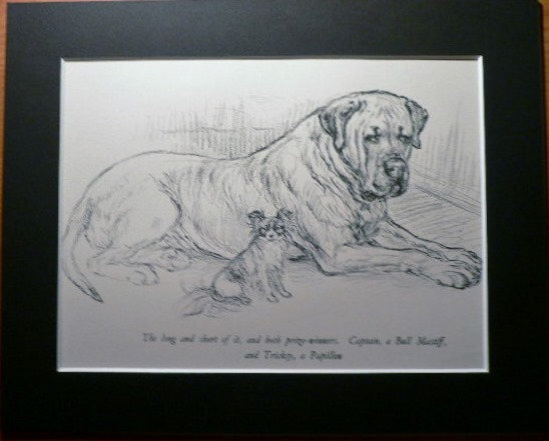 BULL MASTIFF PAPILLON Vintage Mounted Majestic K F Barker 1938 Mastiff ...