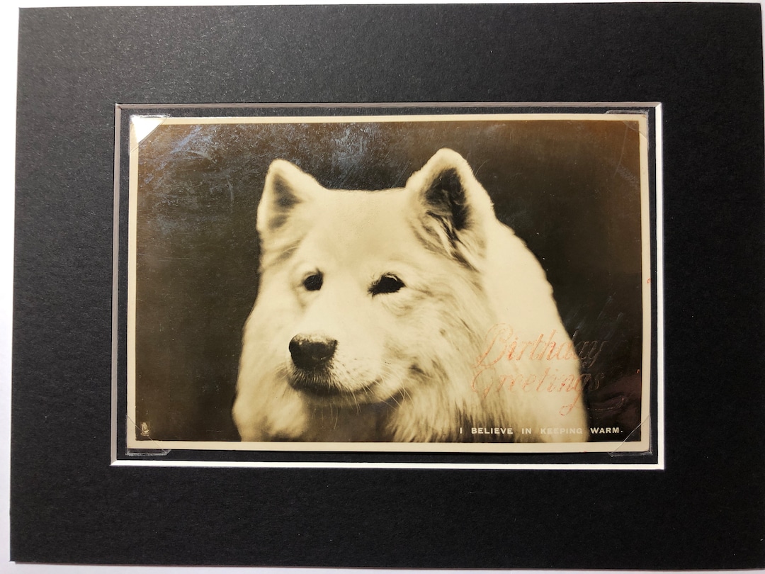 1930s Vintage SAMOYED Dog Postcard Mounted Raphael Tuck & Sons Series ...