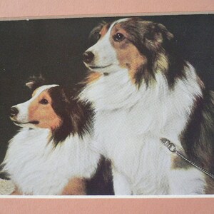 COLLIE DOGS Vintage Mounted 1958 Rough Coated Collie Sheepdog Plate ...