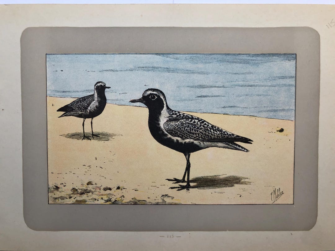 ANTIQUE 1907 SWISS LAPWING Signed Print Chromolithograph P Mahler ...