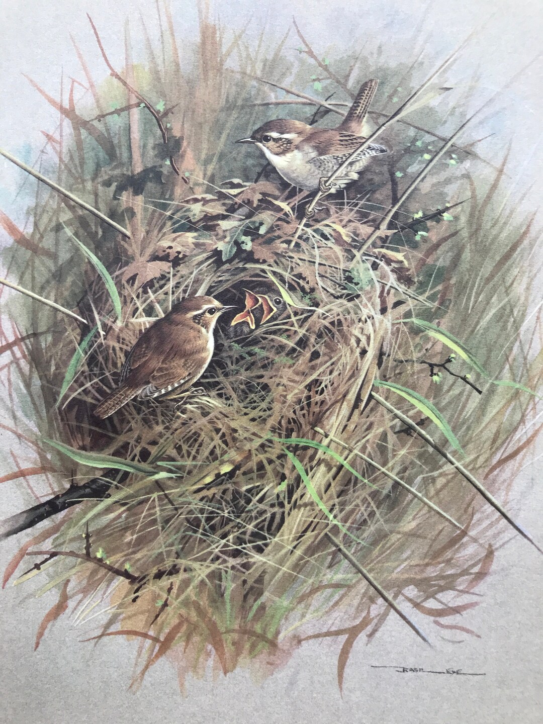 WRENS Vintage 1960 Basil Ede Authentic Signed Colourful Bird Print ...