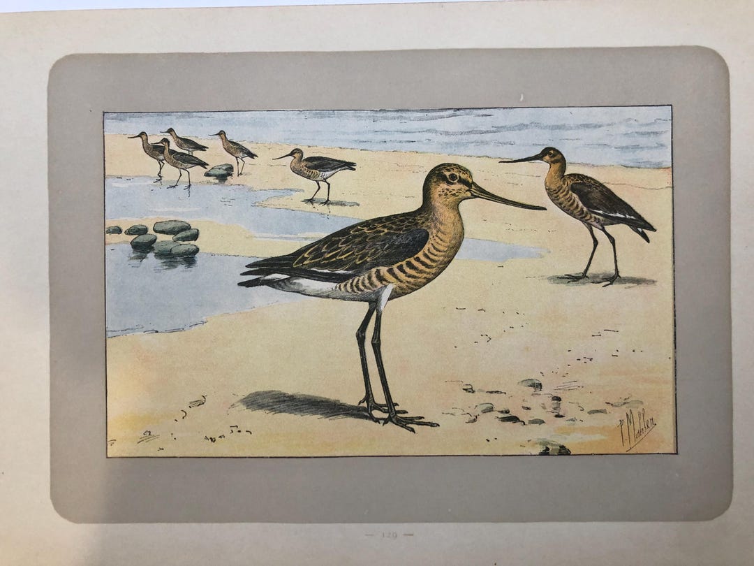 ANTIQUE 1907 La Barge Marsh Bird Signed Print Chromolithograph P Mahler ...