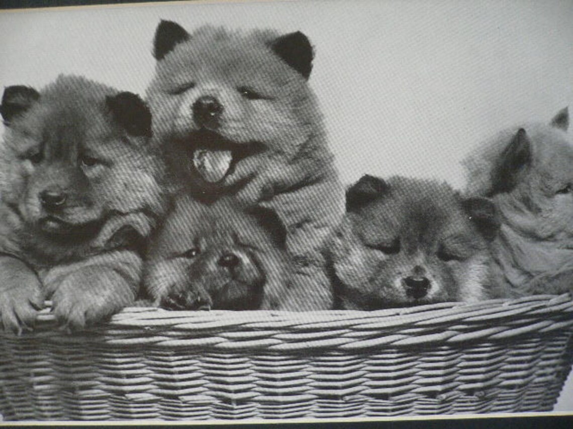 CHOW CHOW Puppies Dog Vintage Mounted 1958 Original Dog Plate | Etsy