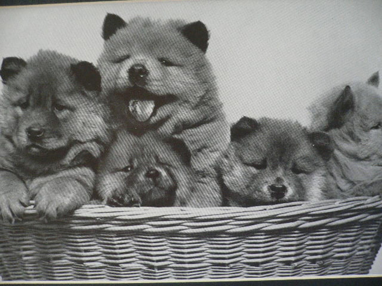 CHOW CHOW Puppies Dog Vintage Mounted 1958 Original Dog Plate | Etsy