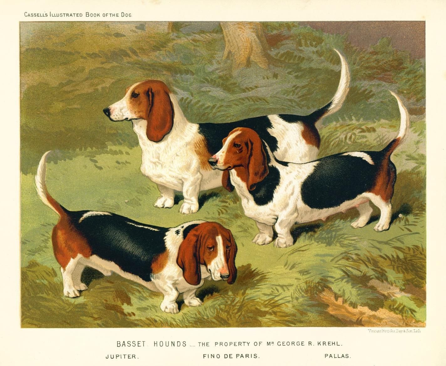 What Color Are Colombian Fino Hound Dogs