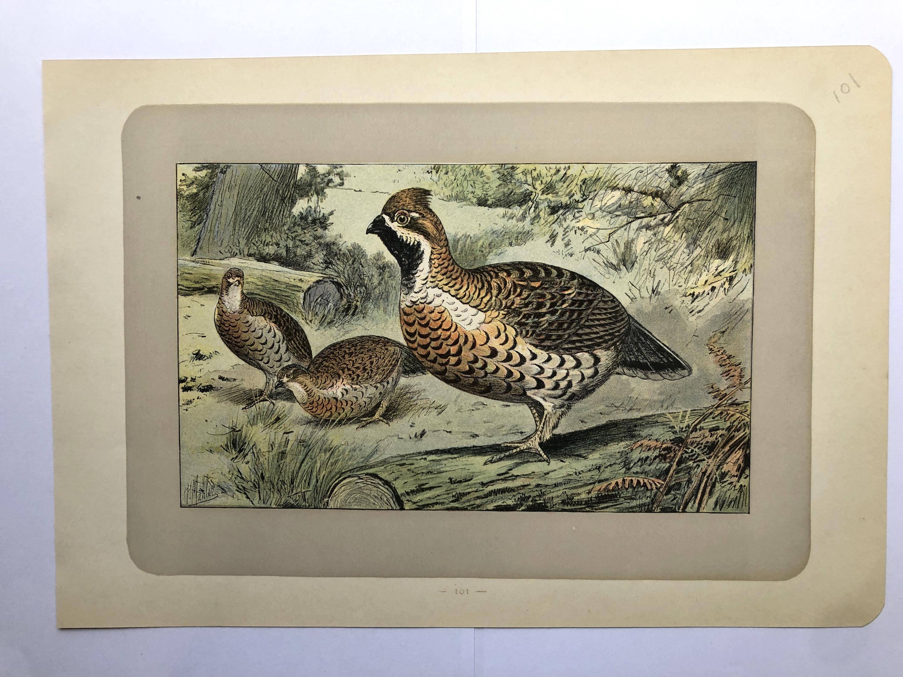 ANTIQUE 1907 GROUSE La Gelinotte Bird Rare Signed Print ...