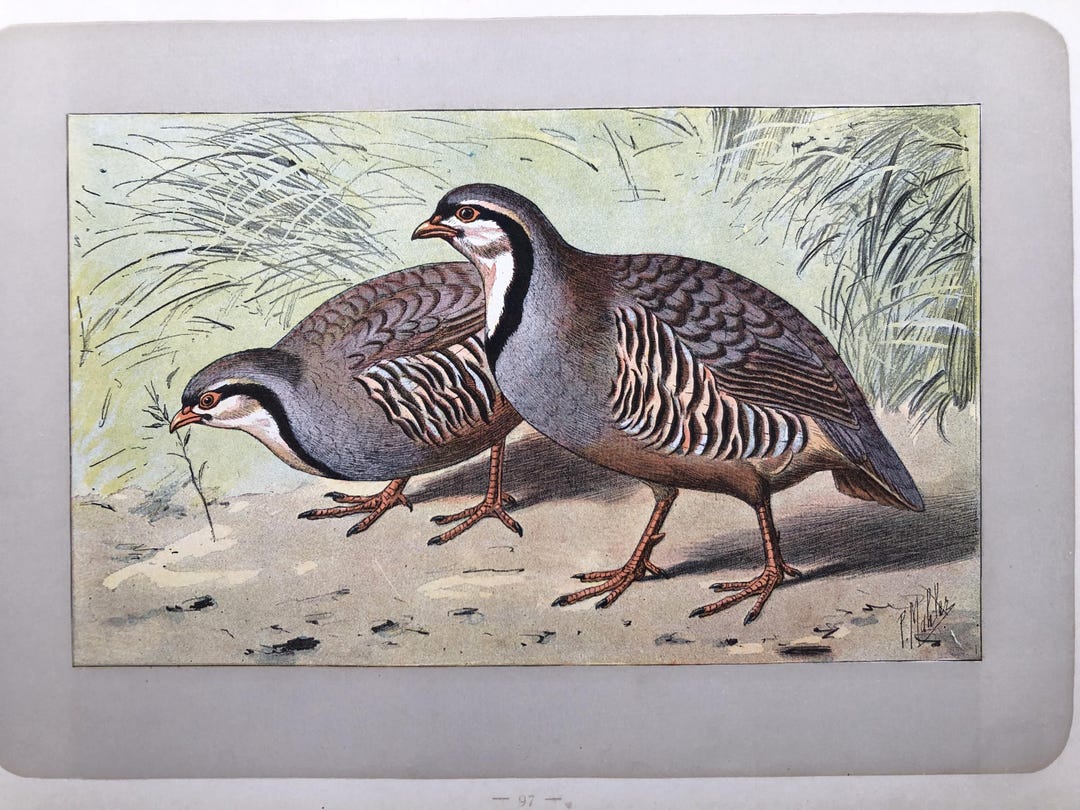 ANTIQUE 1907 Partridge Bird La Perdrix Bartavelle Signed Print ...