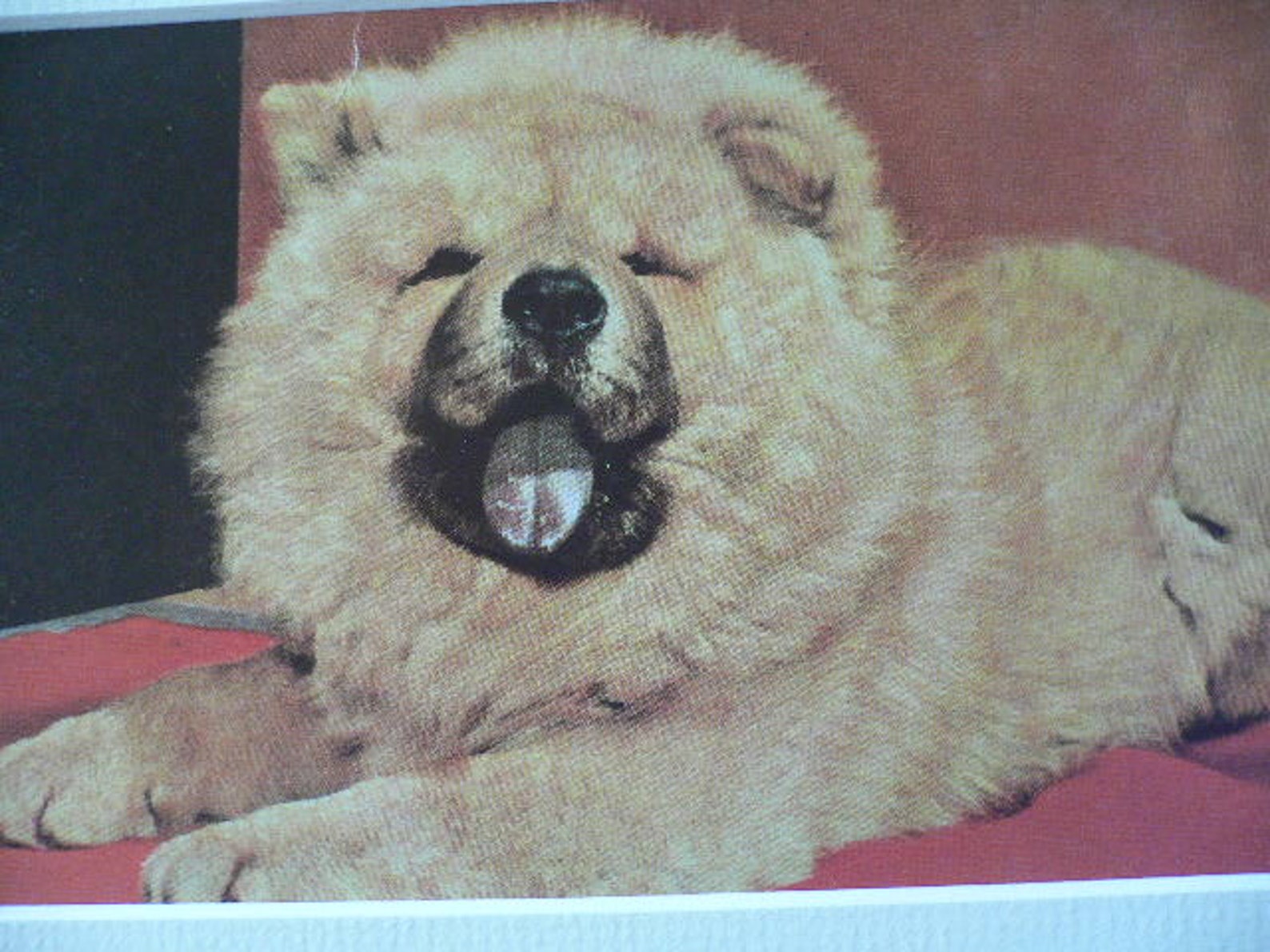 CHOW CHOW Dog Vintage Mounted 1958 Original Dog Plate Print - Etsy