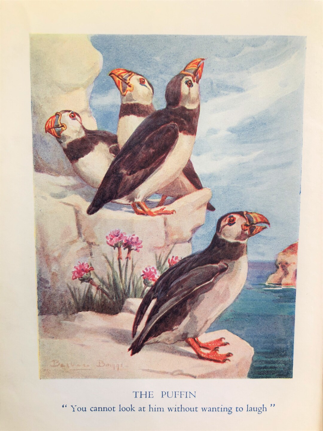 1930s PUFFIN Bird Vintage Barbara Briggs Authentic Colourful Small Bird ...