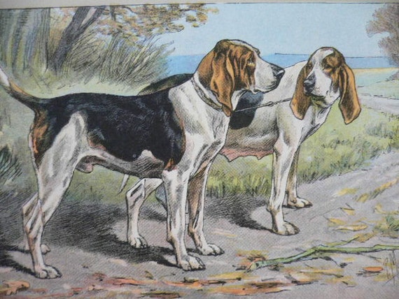 ANTIQUE 1907 Batard Anglo-normand English French Hound Dog - Etsy Sweden