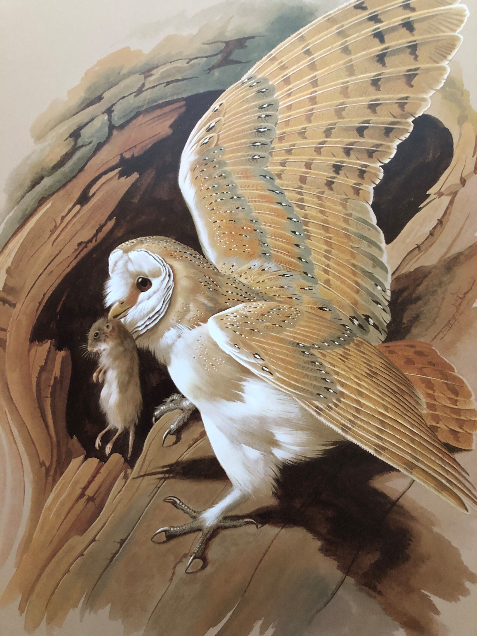 BARN OWL Vintage 1960 Basil Ede Authentic Colourful Bird Print ...