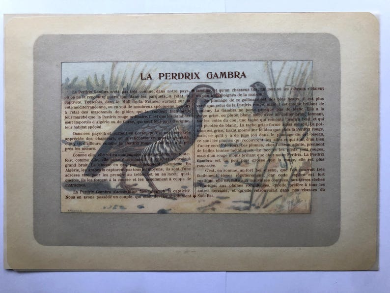 ANTIQUE 1907 Partridge Bird Perdrix Gambra Barbary Signed Print ...