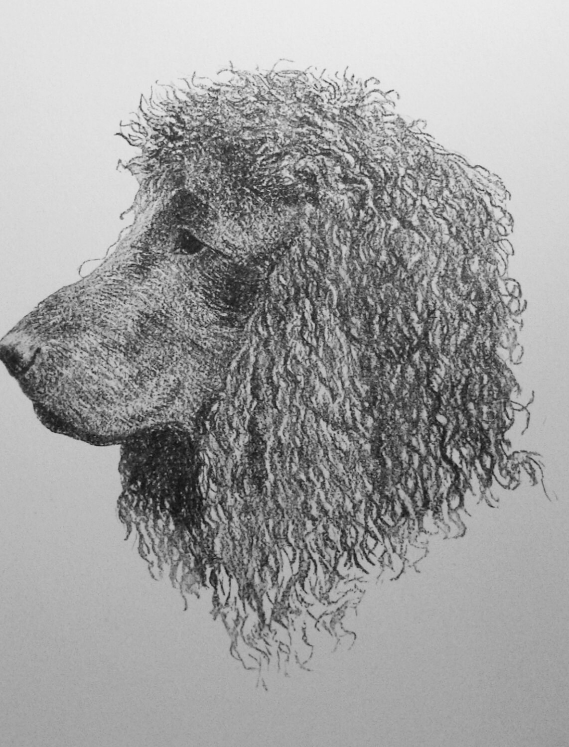 1935 IRISH Water SPANIEL DOG Vintage Original C Francis Wardle ...