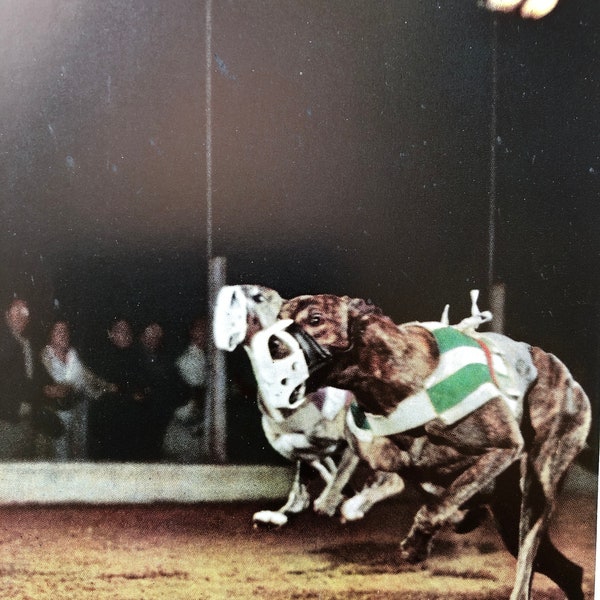 Greyhound Dog Print - Etsy