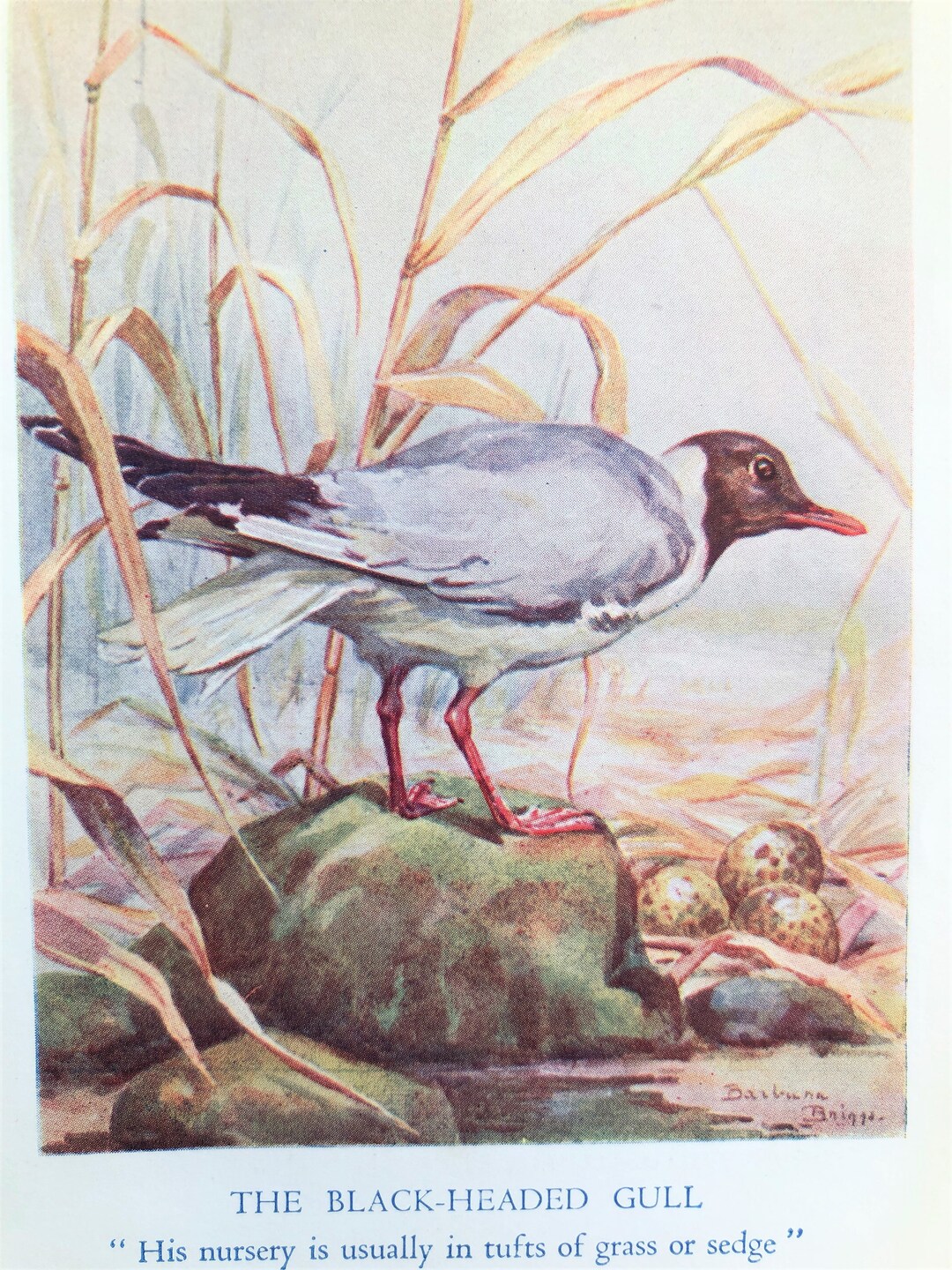 1930s BLACK HEADED GULL Bird Vintage Barbara Briggs Authentic Colourful ...