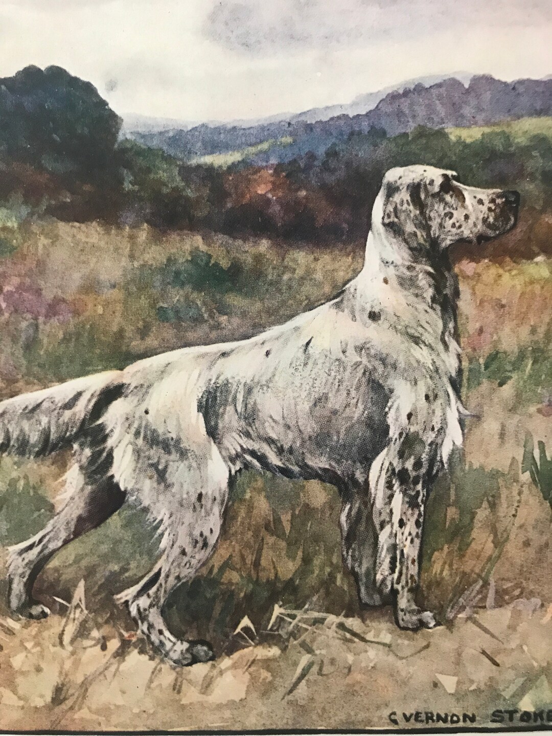 1906 ENGLISCH SETTER Jagdhund Vintage signiert Vernon Stokes - Etsy.de