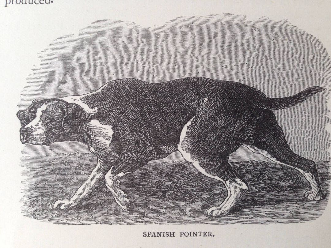 SPANISH POINTER Dog ANTIQUE Dog Illustration Print C1881 by Vero Shaw ...