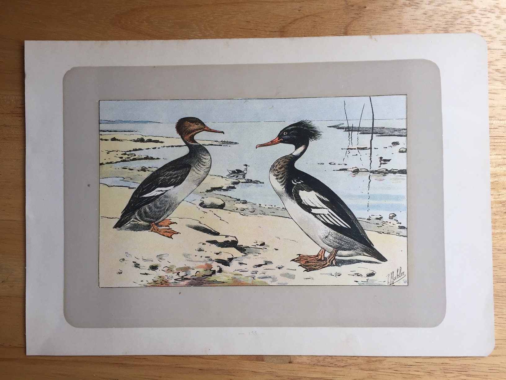ANTIQUE 1907 Red Breasted Merganser Bird Le Harle Huppe Signed Print ...