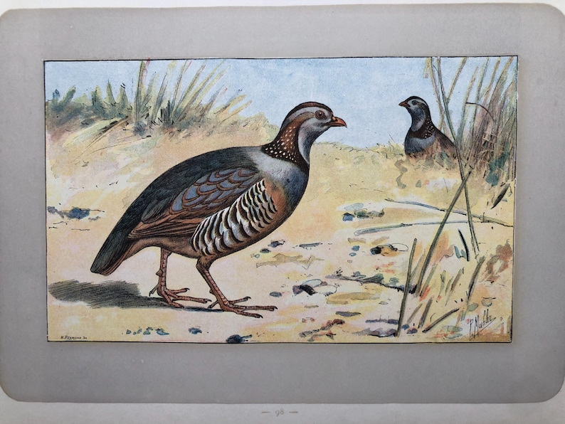 ANTIQUE 1907 Partridge Bird Perdrix Gambra Barbary Signed Print ...