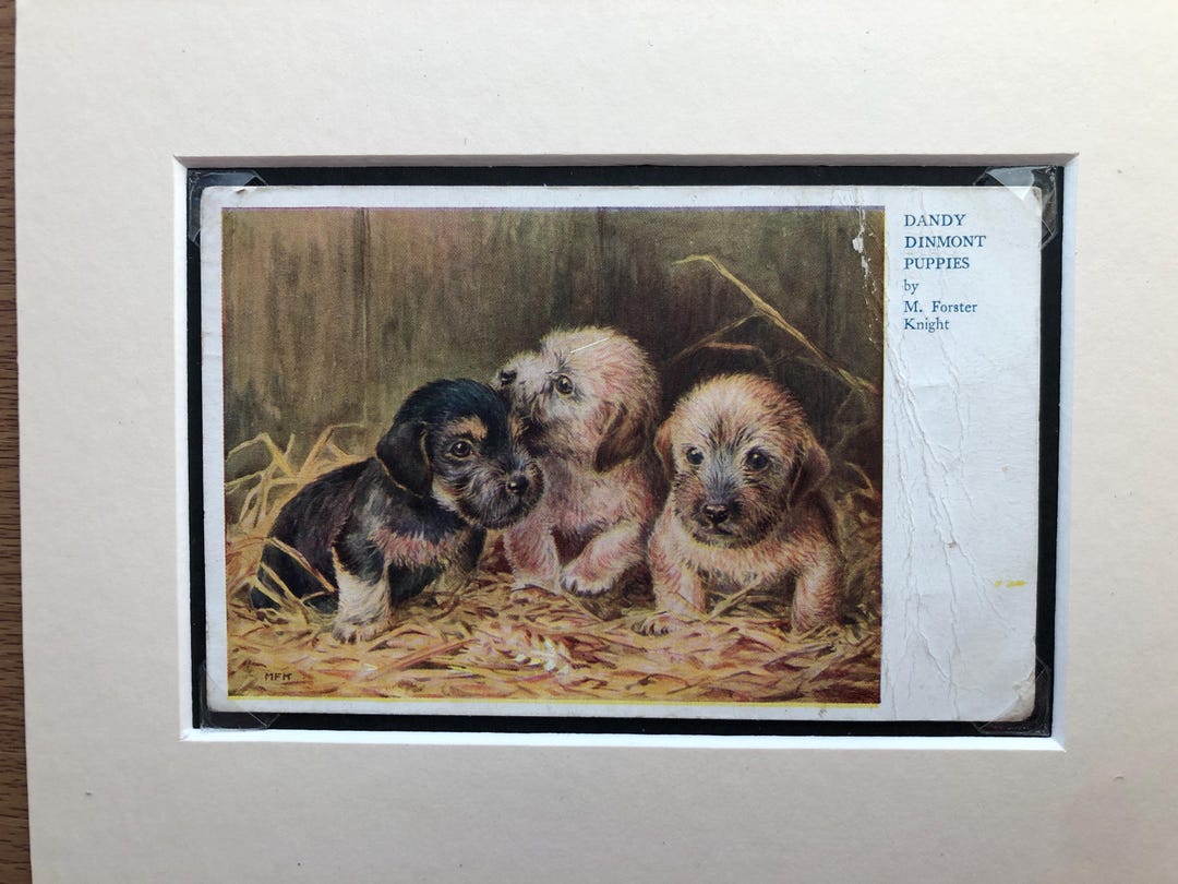 Vintage Dog Postcard M Forster Knight London Series Dandy Dinmont ...
