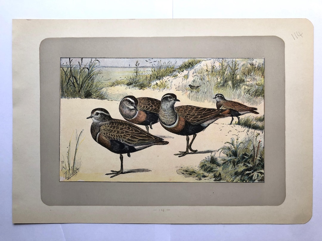 ANTIQUE 1907 EURASIAN PLOVER Signed Print Chromolithograph P Mahler ...