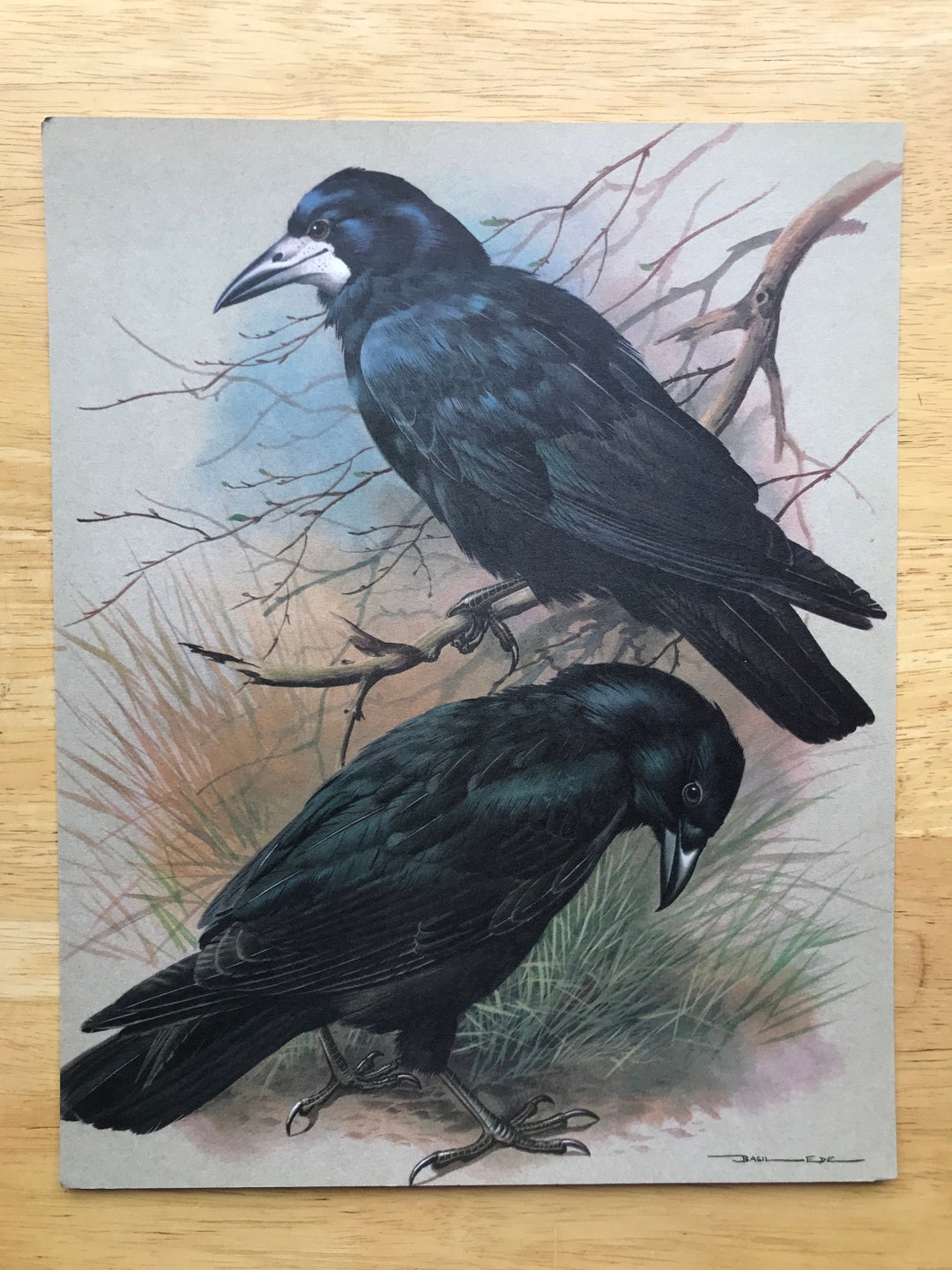 ROOK and CARRION Crow Vintage 1960 Basil Ede Authentic Signed Colourful ...