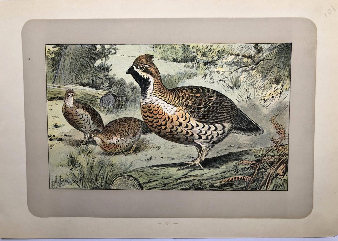 ANTIQUE 1907 GROUSE La Gelinotte Bird Rare Signed Print ...