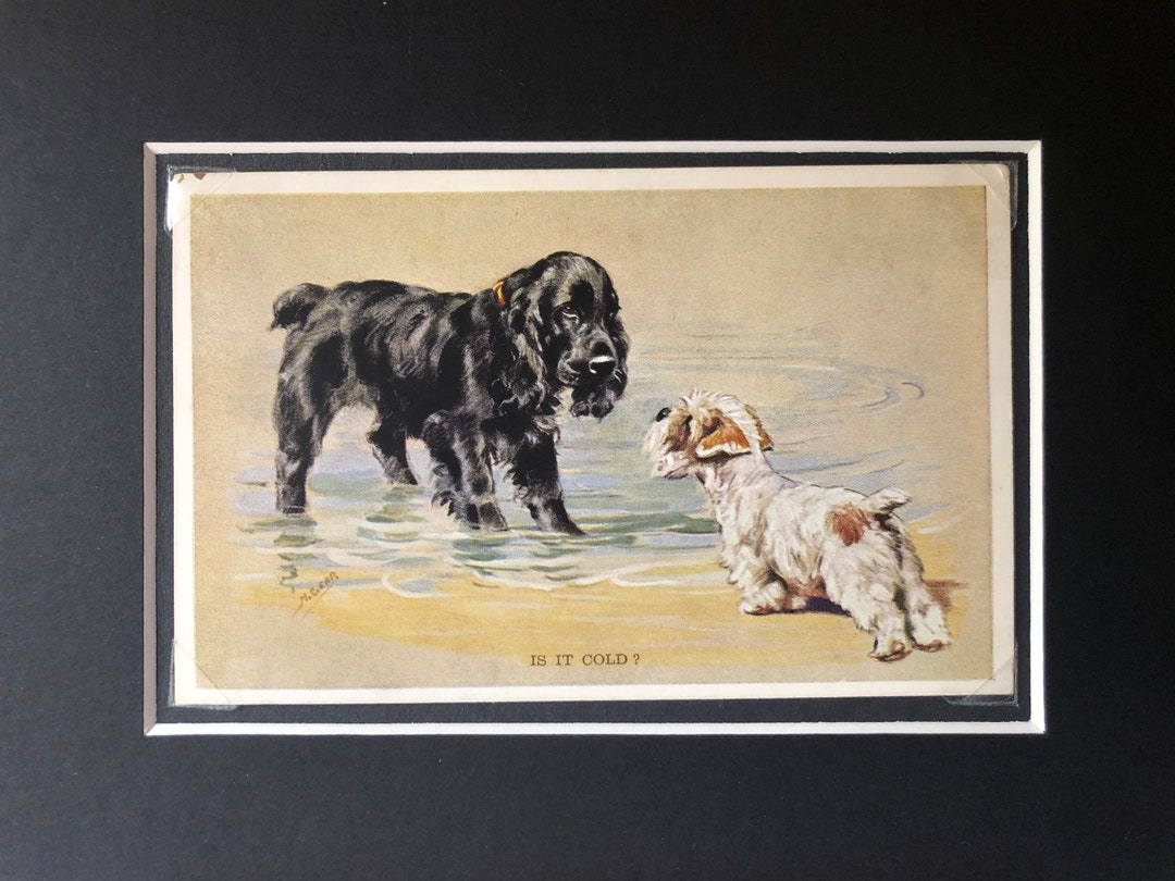 COCKER SPANIEL POSTCARD Mabel Gear Vintage 3889 Valentines Postcard 'is ...