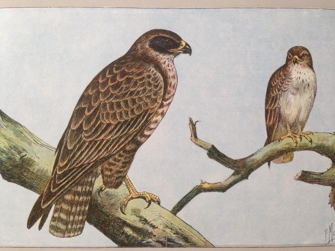 ANTIQUE 1907 La Buse Buzzard Bird of Prey Signed Print Chromolithograph ...