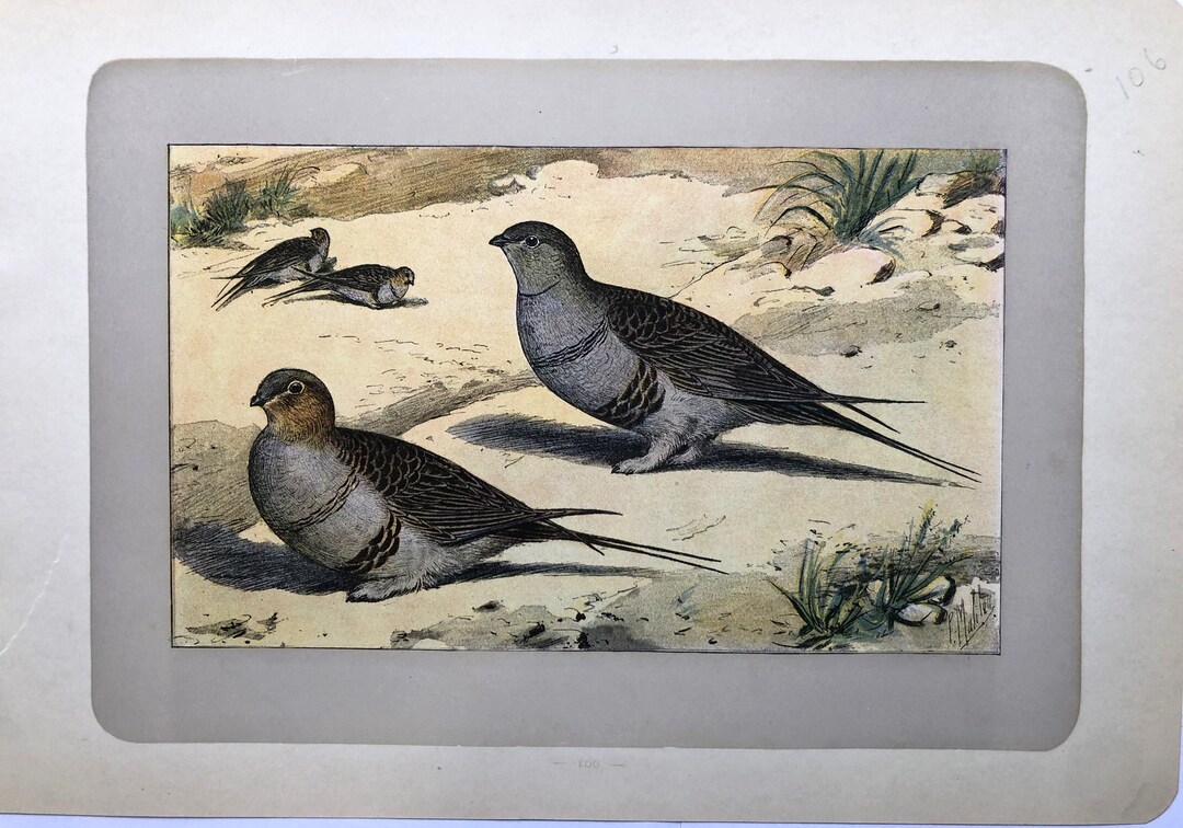 ANTIQUE 1907 GROUSE Bird Rare Signed Print Chromolithograph P Mahler ...