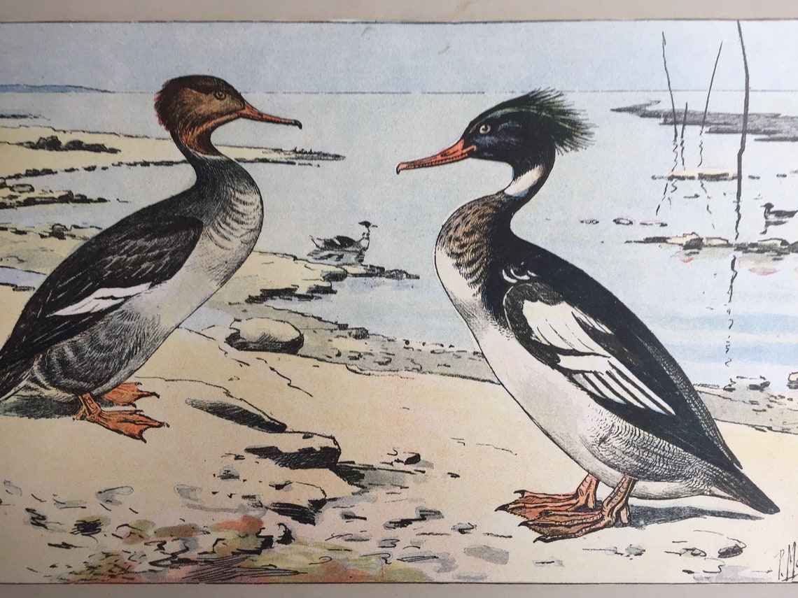 ANTIQUE 1907 Red Breasted Merganser Bird Le Harle Huppe Signed Print ...