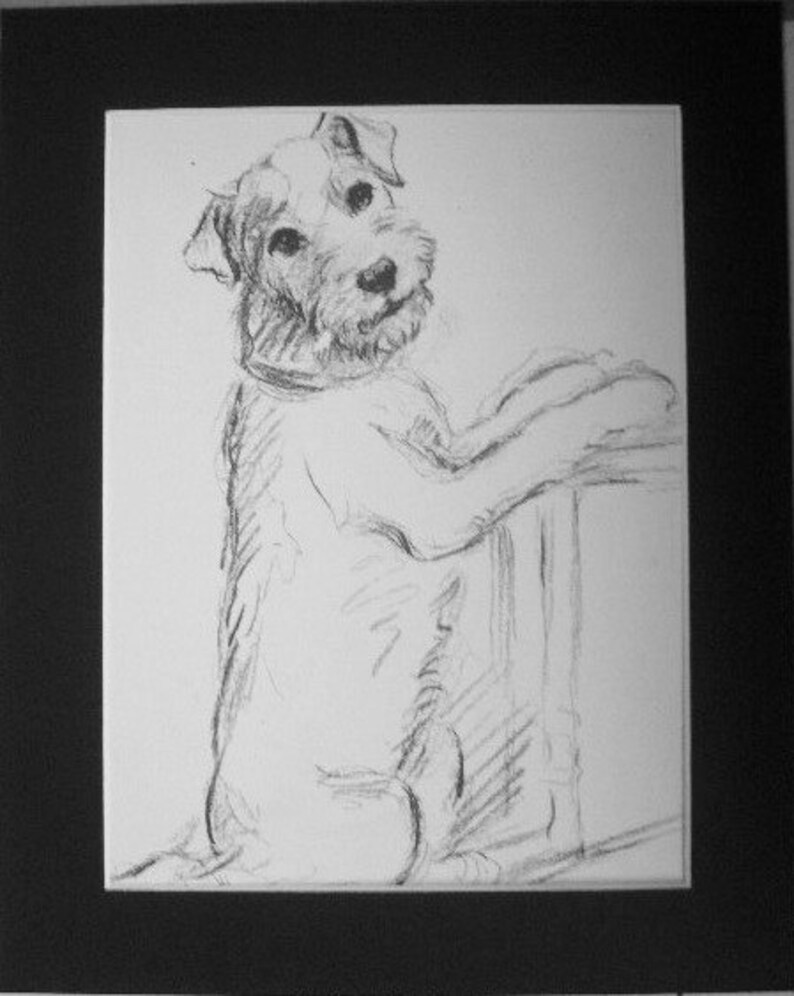 ASTA FOX TERRIER Vintage mounted 1939 Lucy Dawson Asta terrier | Etsy