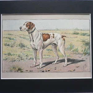 ANTIQUE 1907 Saint GERMAINE POINTER Signed Dog Print Chromolithograph P ...