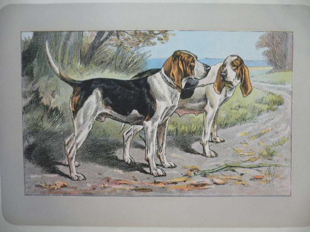 ANTIQUE 1907 Batard Anglo-normand English French Hound Dog Signed Dog ...