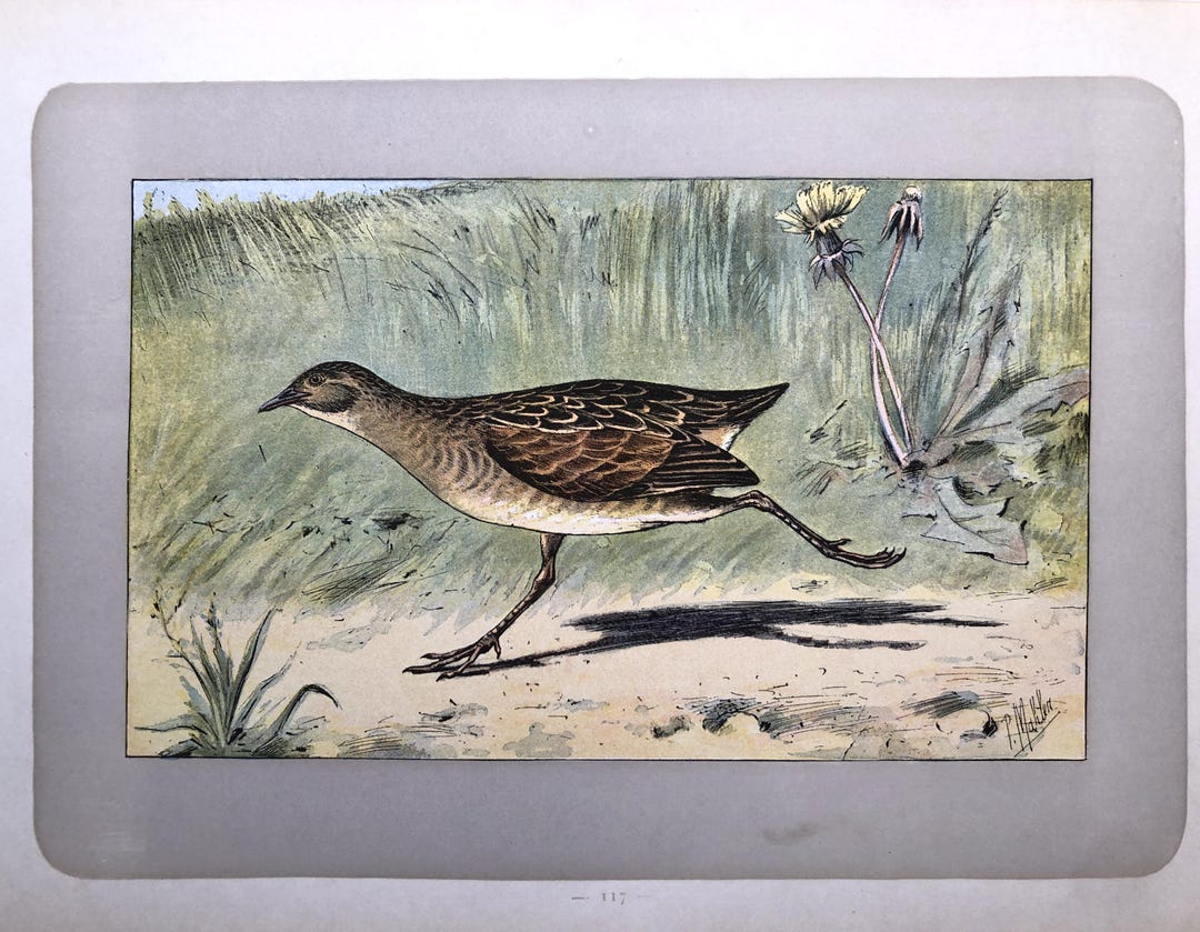 ANTIQUE 1907 CORNCRAKE Signed Print Chromolithograph P Mahler German ...