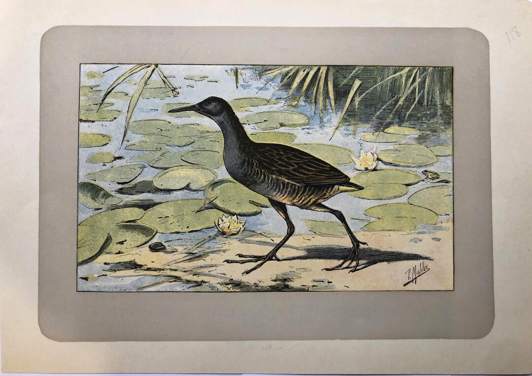 ANTIQUE 1907 Water Rail Bird Le Rale D'eau Signed Print ...
