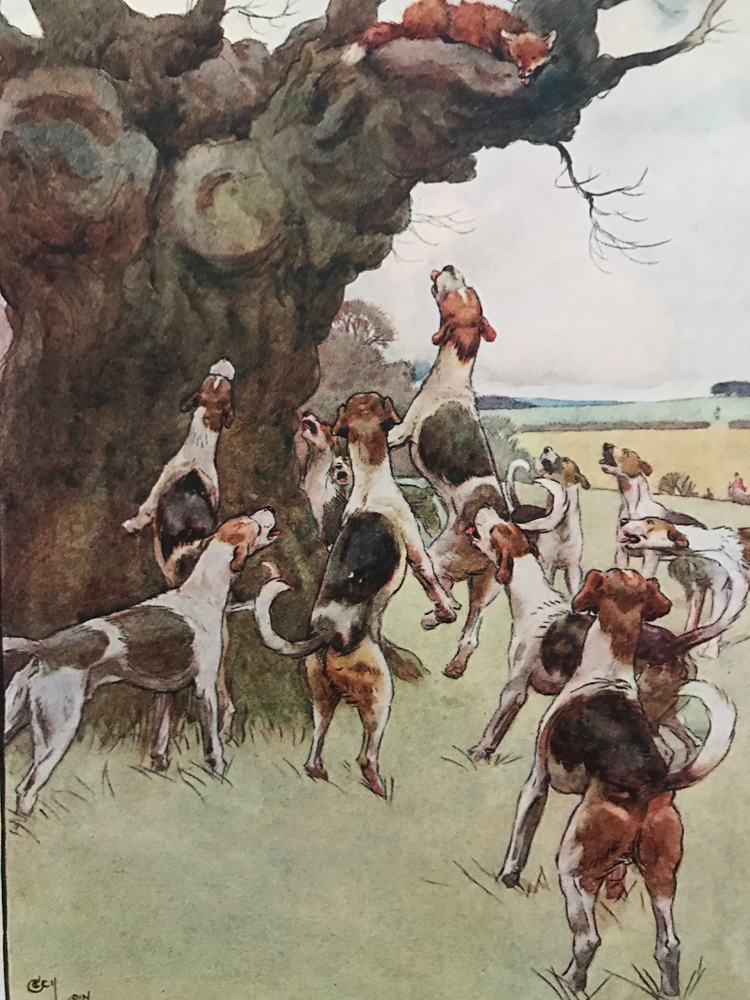 1912 FOX White Ear Signed Mounted Cecil Aldin Fox Hunting Pack Hound ...