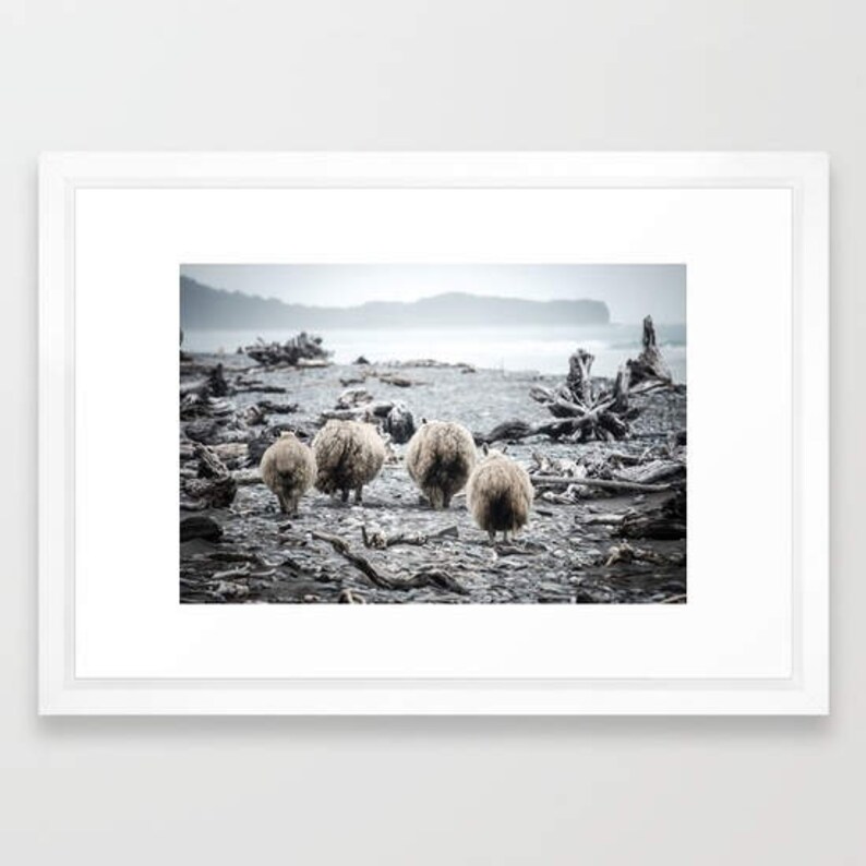Sheep Beach Bums: New Zealand Travel Photography Ocean | Etsy