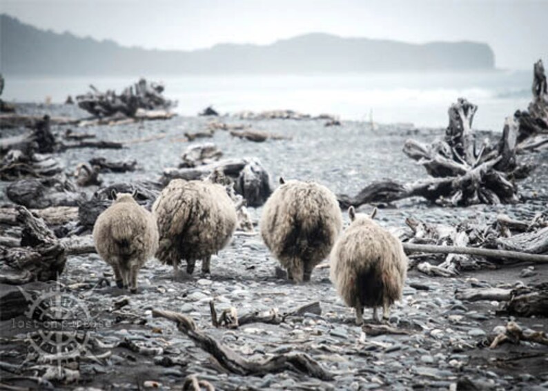 Sheep Beach Bums: New Zealand Travel Photography Ocean | Etsy
