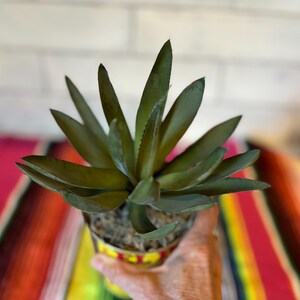El Pato Can Succulent: Mexican Kitchen Decor Centerpiece - Etsy