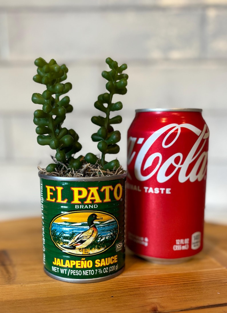 El Pato Can Succulent: Mexican Kitchen Decor Centerpiece - Etsy