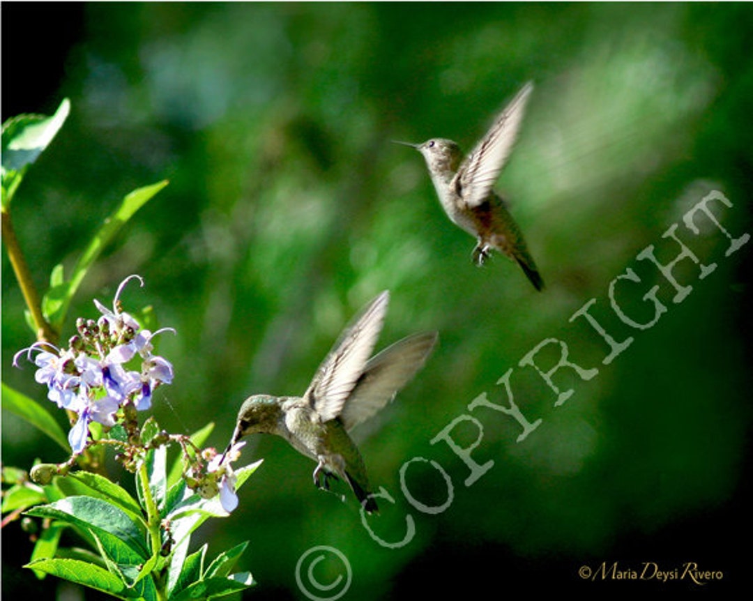 HUMMINGBIRDS 10 X 8 Digital Print - Etsy