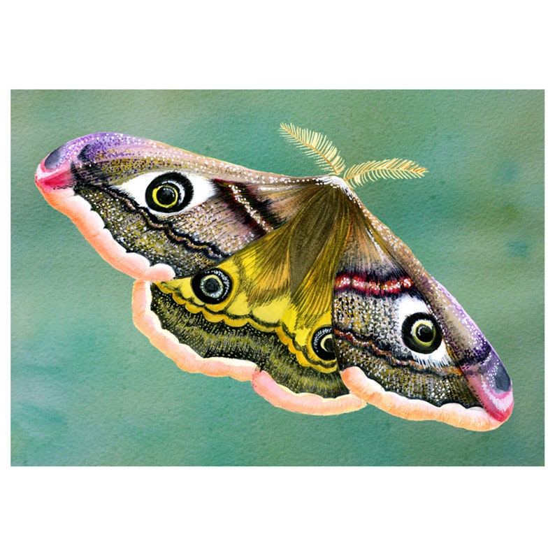 Emperor Hawk Moth Watercolor Limited Edition ACEO ATC Print | Etsy