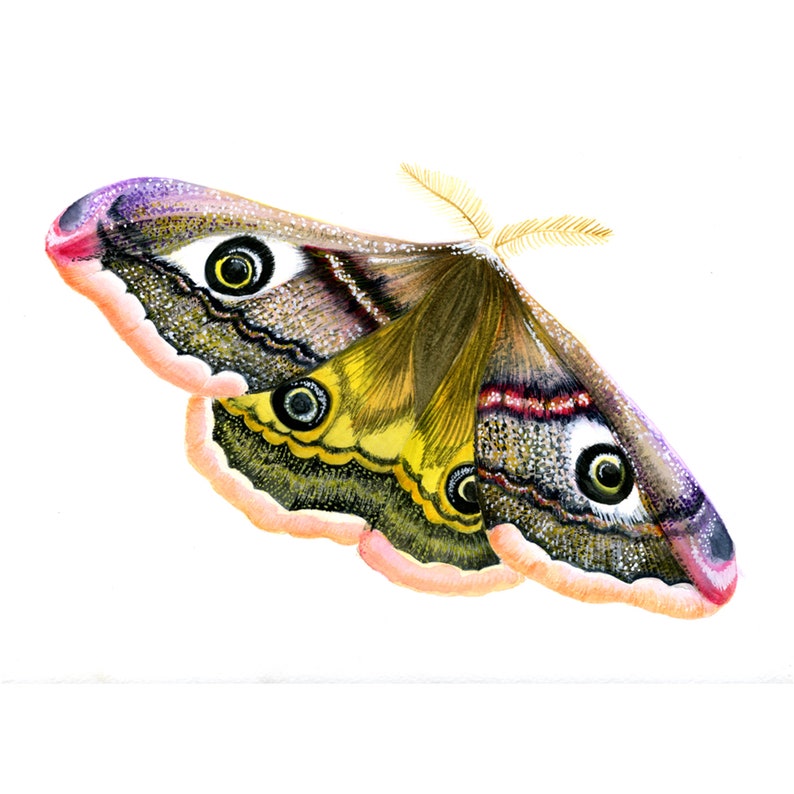 Emperor Hawk Moth Watercolor Limited Edition ACEO ATC Print | Etsy