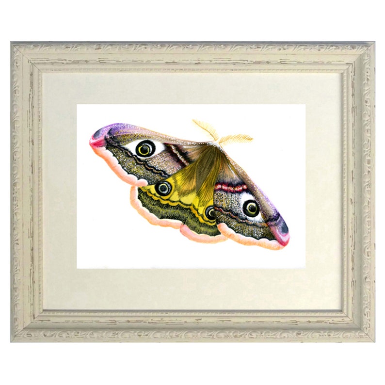 Emperor Hawk Moth Watercolor Limited Edition ACEO ATC Print | Etsy