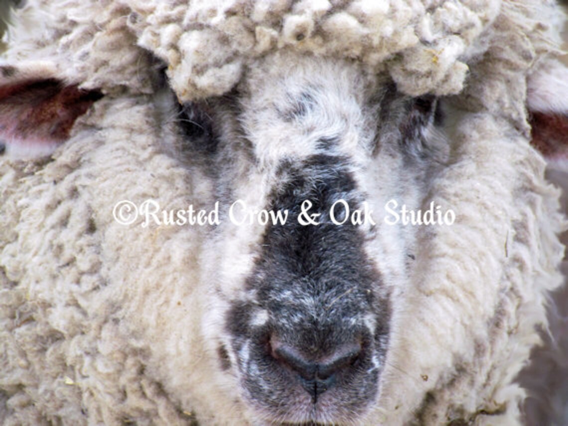 Spring Sheep Farm Animal Modern Country Farmhouse Art Matted Picture ...