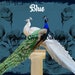 White Peacock Blue Peacock Bird Pair Home Decor Wall Art Matted Picture ...