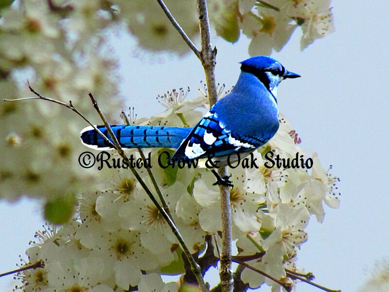 Blue Jay Bird Spring Flower Farmhouse Art Country Home Decor Matted ...