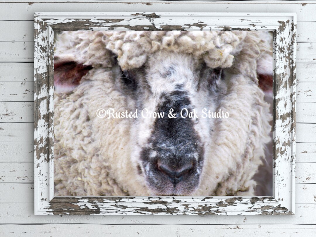 Spring Sheep Farm Animal Modern Country Farmhouse Art Matted Picture ...